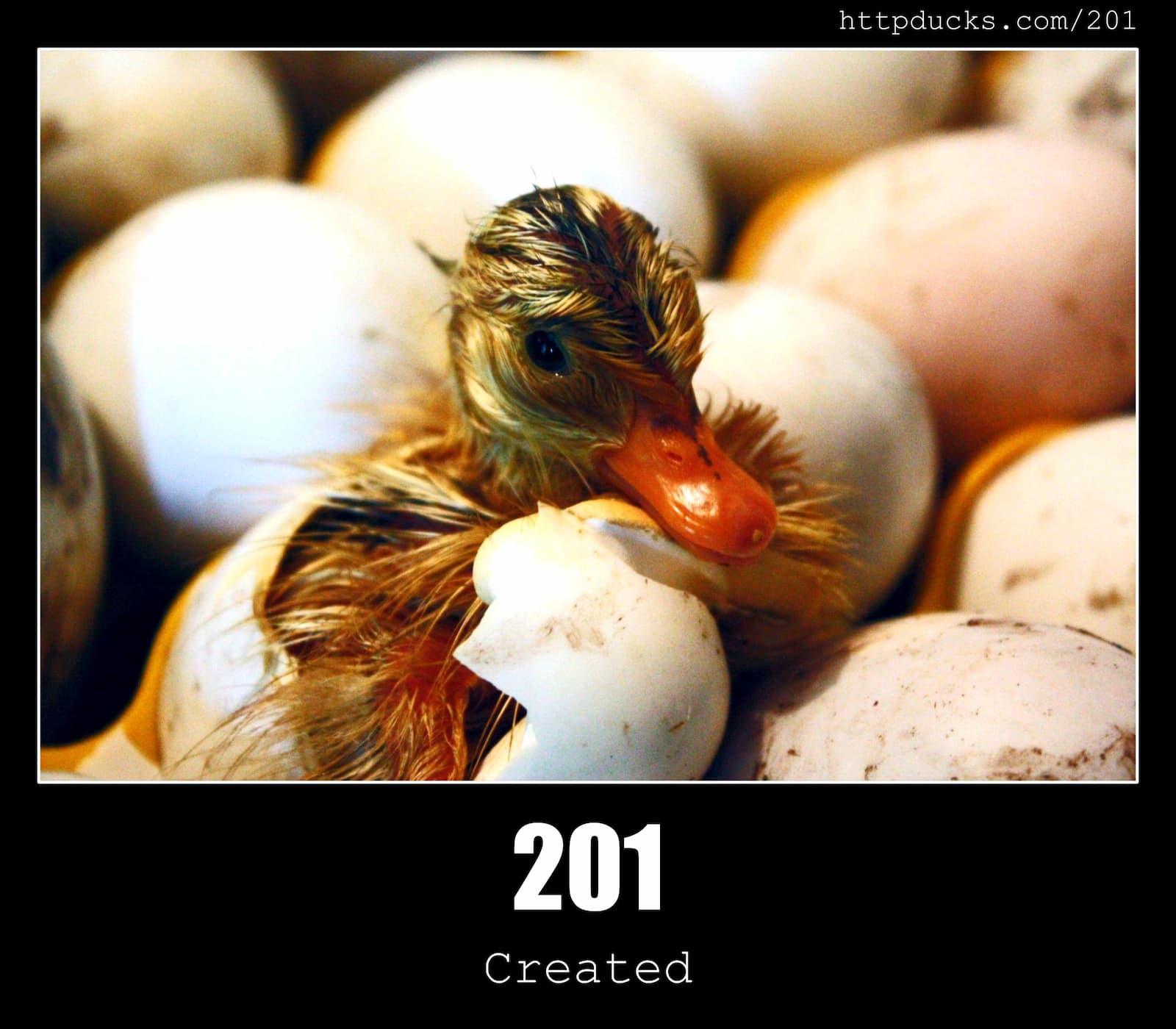 201 Created HTTP Status Code And Ducks 