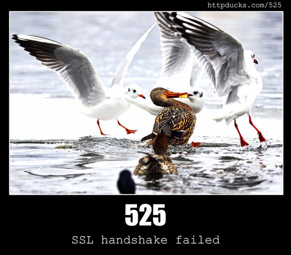 525 SSL Handshake Failed HTTP Status Code And Cats 